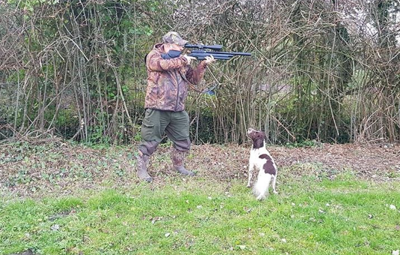 How to train your gun dog from a young pup to a hunting hound | ELEY